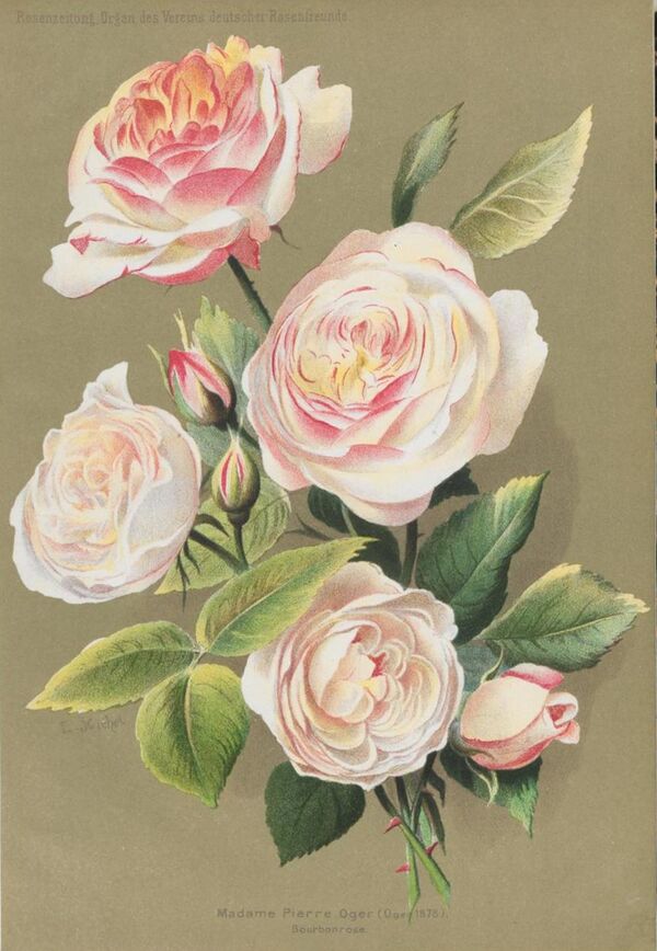 Madame Pierre Oger – Rose-Biblio