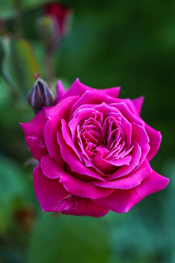 Tsunami – Rose-Biblio