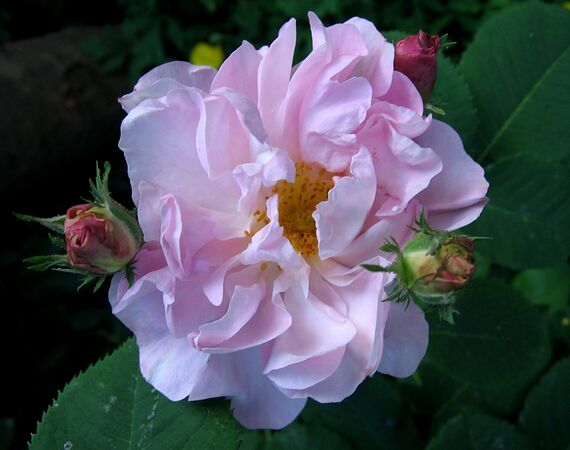 Amelia – Rose-Biblio