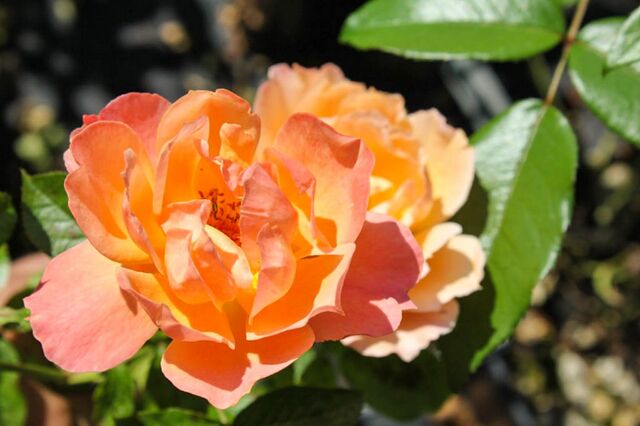 Southampton – Rose-Biblio