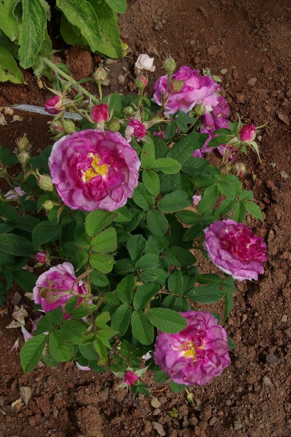 Jenny Duval – Rose-Biblio