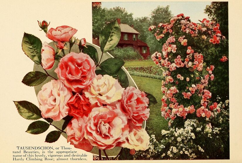 Tausendschön – Rose-Biblio