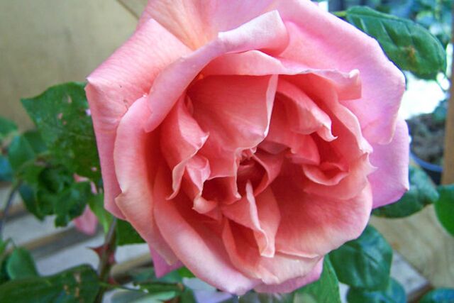 Yvonne d'Huart – Rose-Biblio