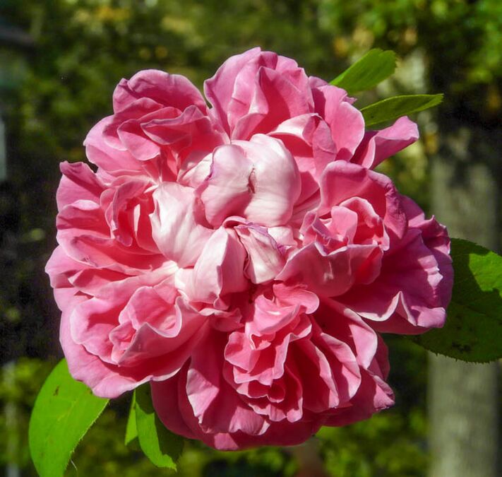 Paul Neyron – Rose-Biblio