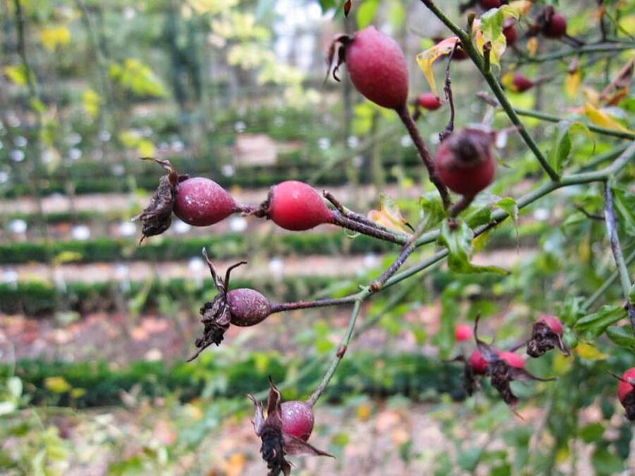 Sander's White Rambler – Rose-Biblio