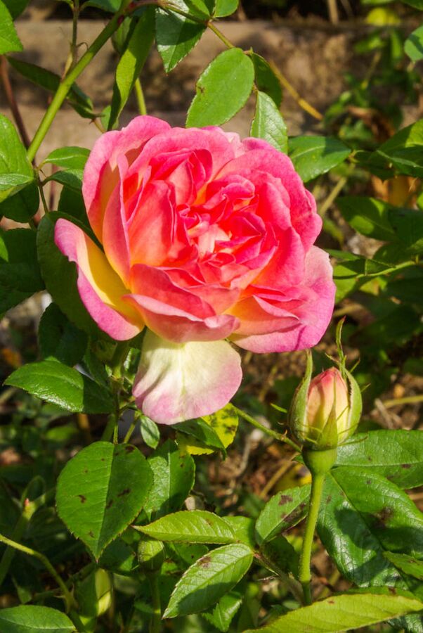 Phyllis Bide – Rose-Biblio