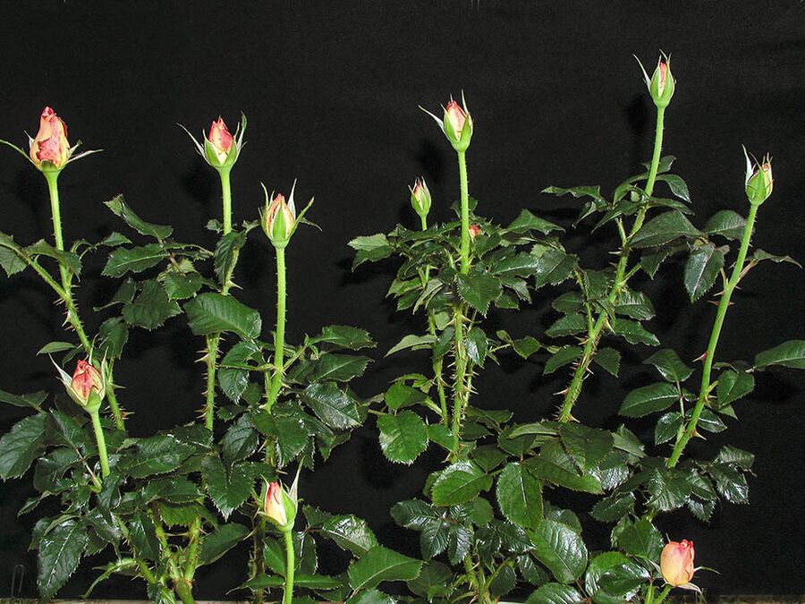 Ingrid – Rose-Biblio