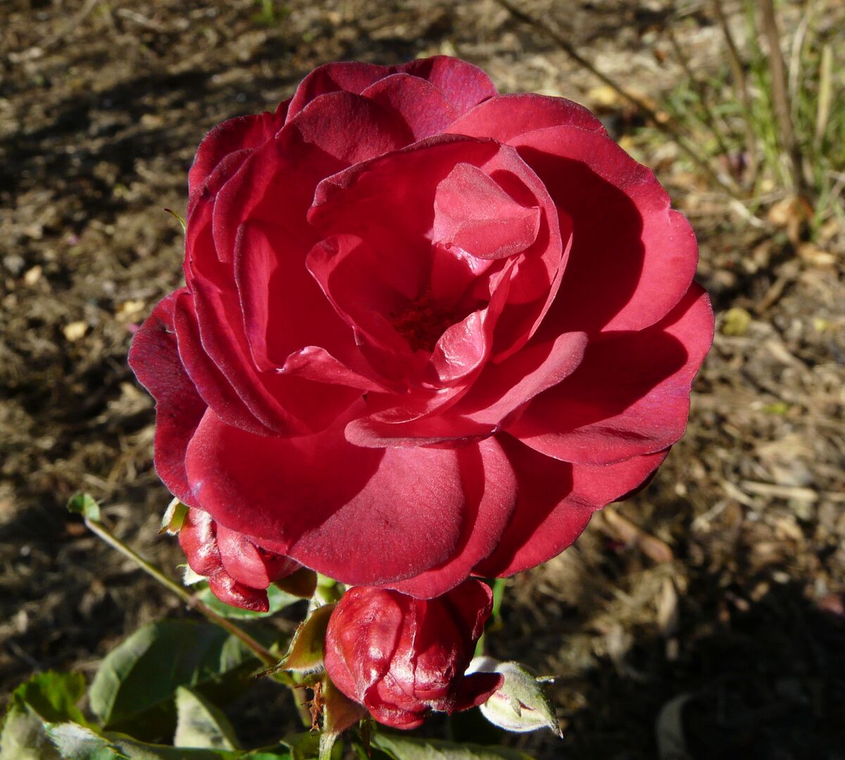 Eutin – Rose-Biblio