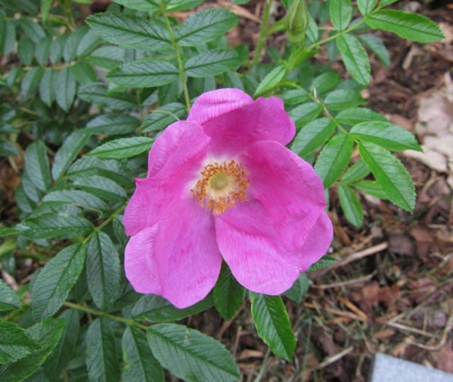 Corylus – Rose-Biblio