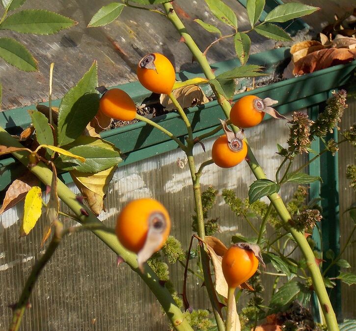 Indica Major Grimpant – Rose-Biblio