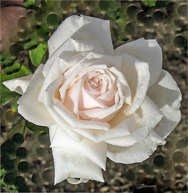 Madame Charles Haas – Rose-Biblio