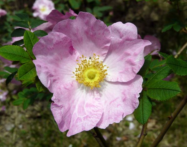 Rosa roxburghii Tratt. – Rose-Biblio