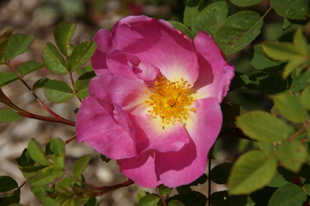 Marguerite Hilling – Rose-Biblio