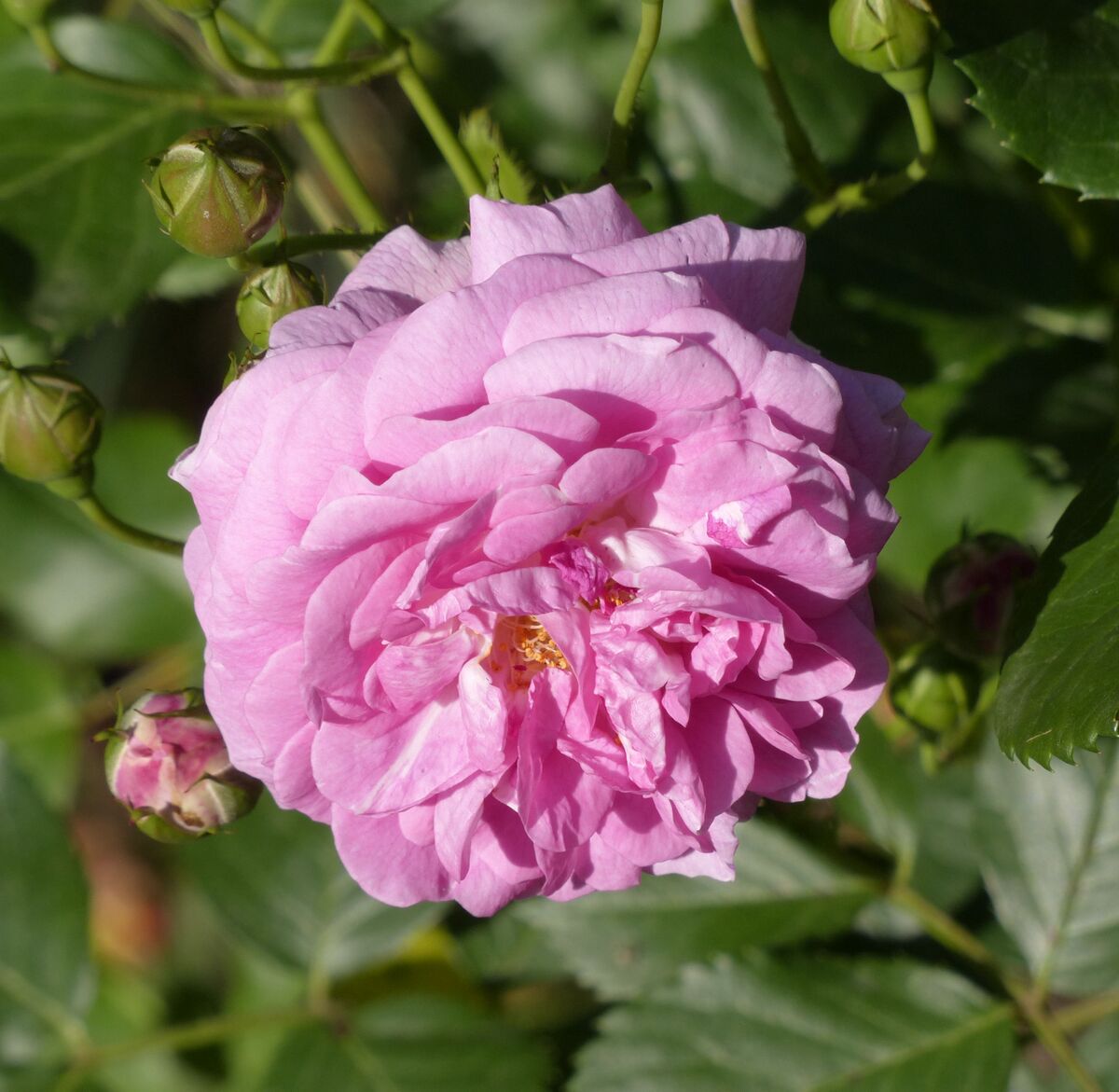 Lavender Lassie – Rose-Biblio