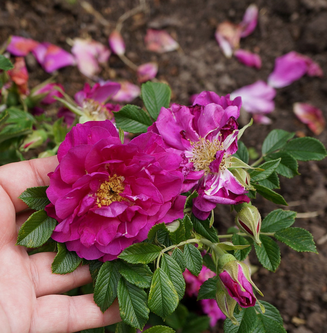 Vita – Rose-Biblio