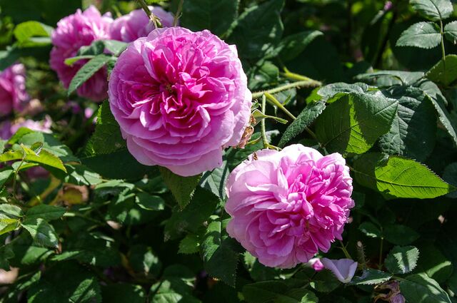 Dembrowski – Rose-Biblio