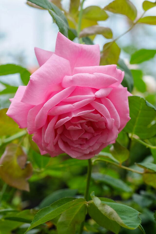 Docteur Nicolas Welter – Rose-Biblio