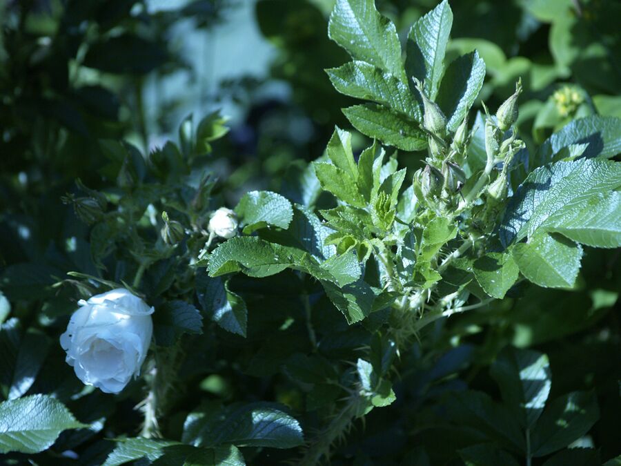 Ritausma – Rose-Biblio