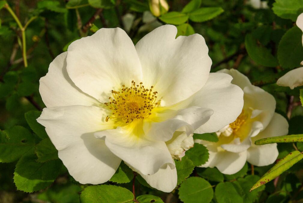 Nevada – Rose-Biblio