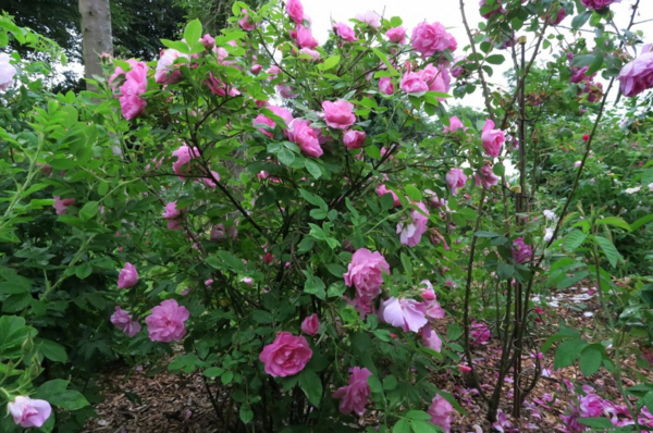 Zaiga – Rose-Biblio