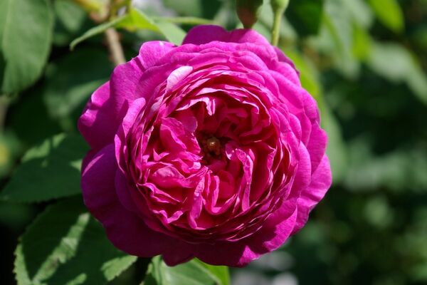 Gilda – Rose-Biblio