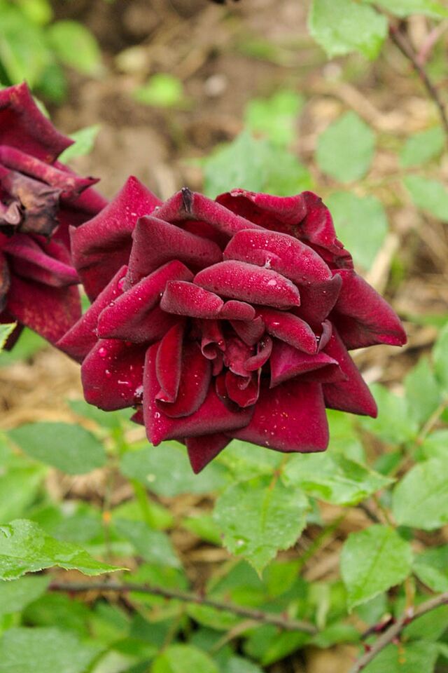 Louis XIV – Rose-Biblio