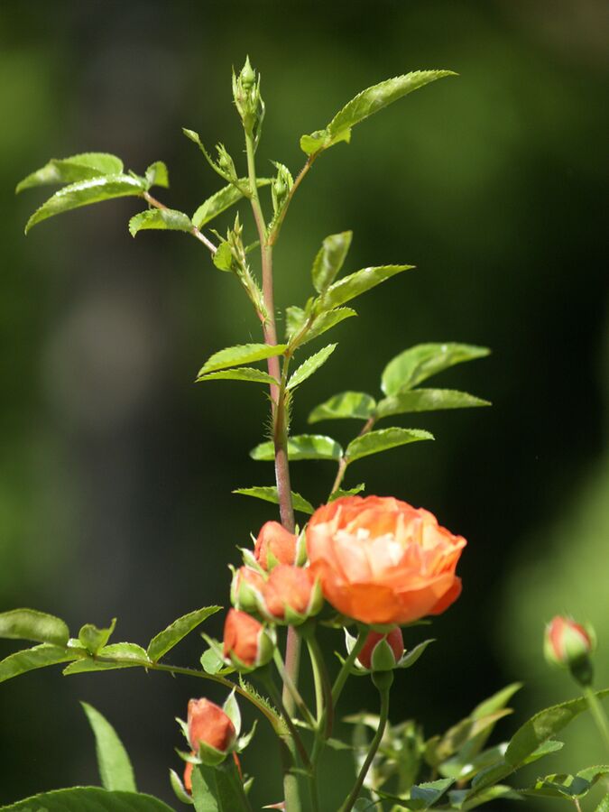 Margo Koster – Rose-Biblio