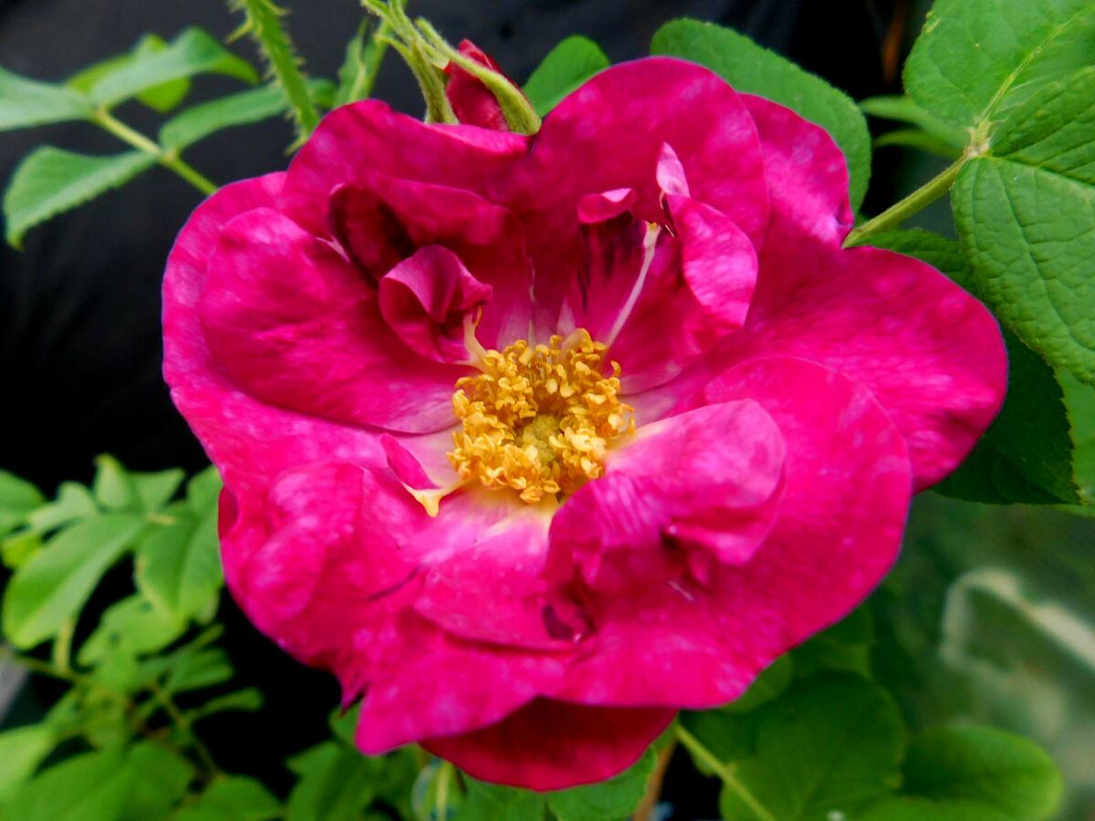 Melwyn – Rose-Biblio