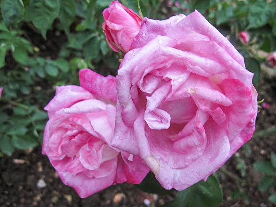 Apolline – Rose-Biblio