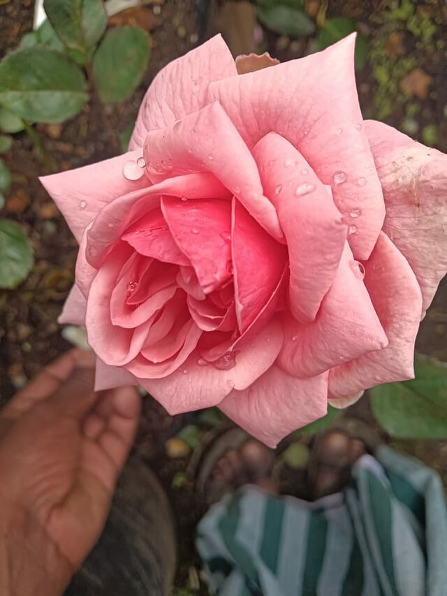 The Manju Rose – Rose-Biblio