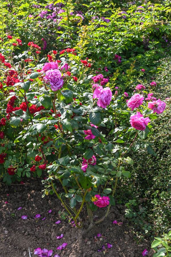 Chartreuse de Parme – Rose-Biblio