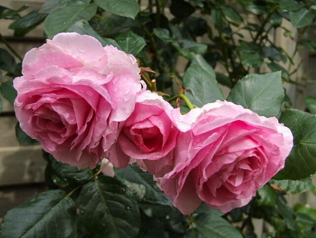 Ghita Renaissance – Rose-Biblio