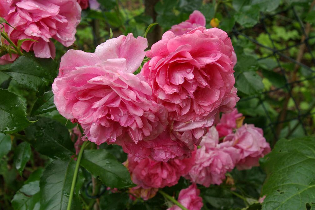 Rosarium Uetersen – Rose-Biblio