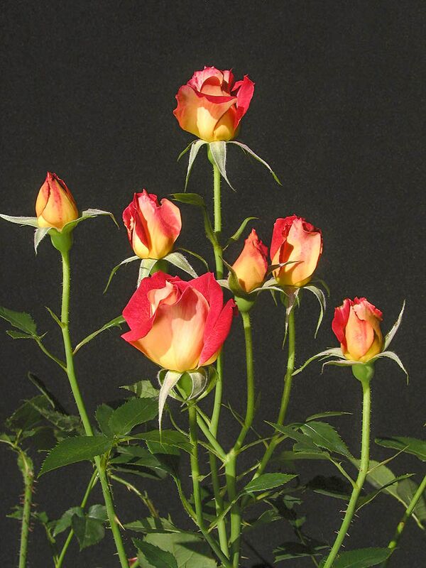 Ingrid – Rose-Biblio