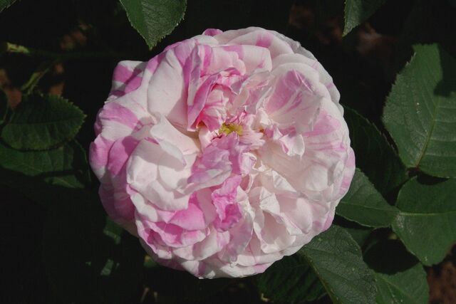 Rosa x centifolia 'Variegata' – Rose-Biblio