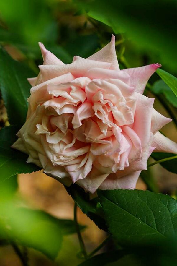 Anna Jung – Rose-Biblio