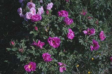 Charles Albanel – Rose-Biblio