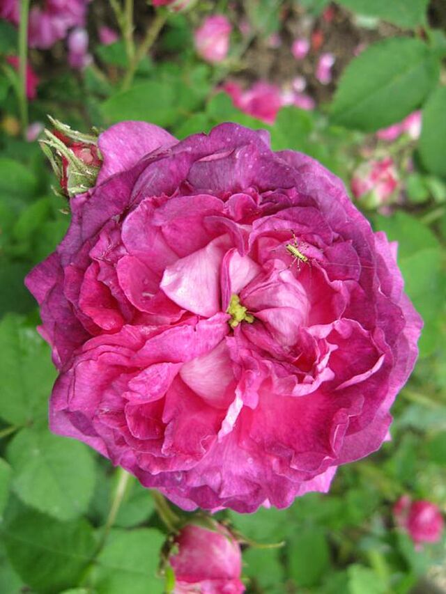 Datei:Boula de Nanteuil, Stéphane Barth, L'Hay 1-w.jpg – Rose-Biblio