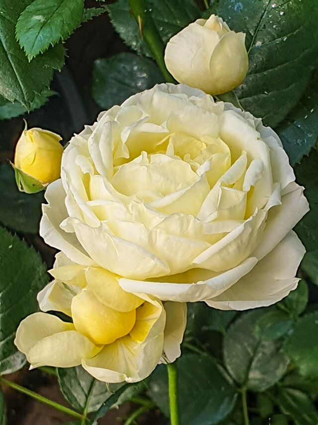 Datei:Margarette Golding, Martin Vissers 2-2-w.jpg – Rose-Biblio