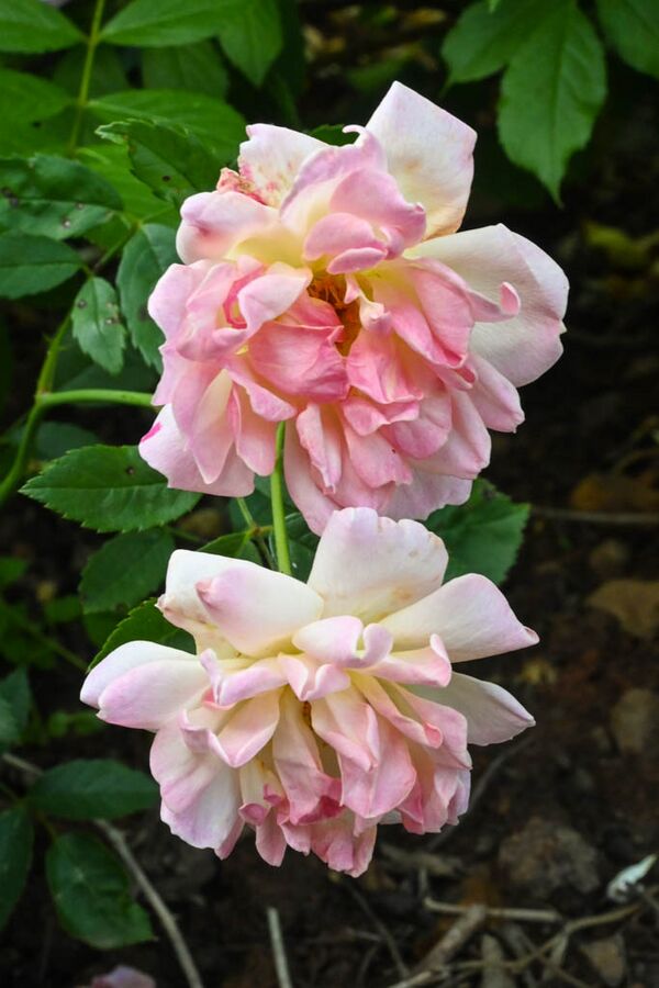 Phyllis Bide – Rose-Biblio