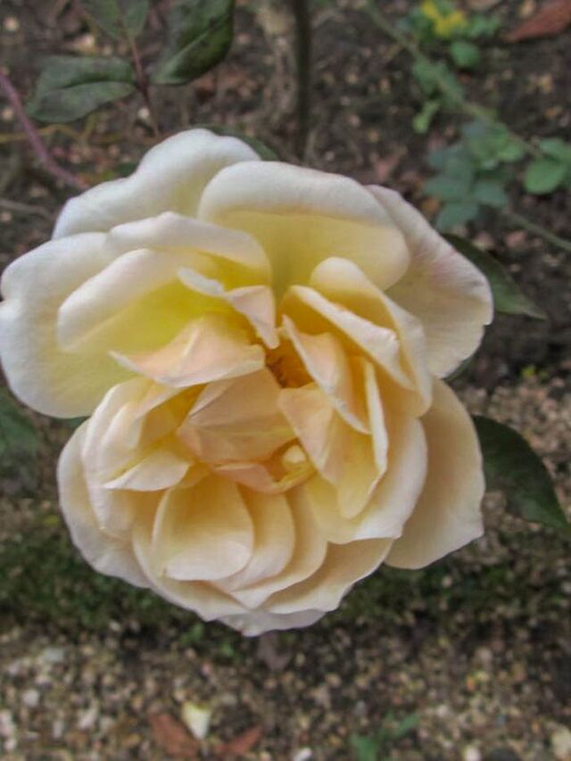 Datei:Madame Pierre Cochet, Stéphane Barth, L'Hay 4-w.jpg – Rose-Biblio