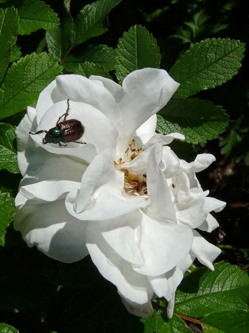Marie Bugnet – Rose-Biblio