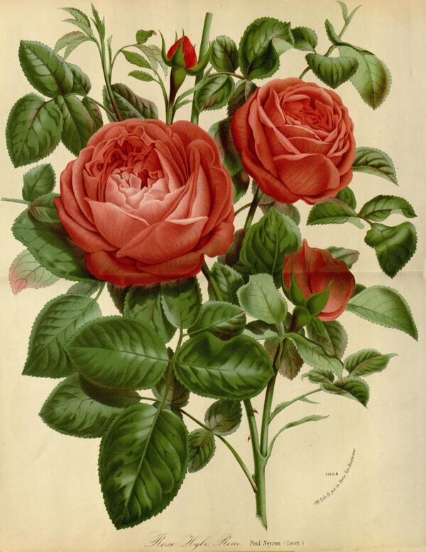 Paul Neyron – Rose-Biblio
