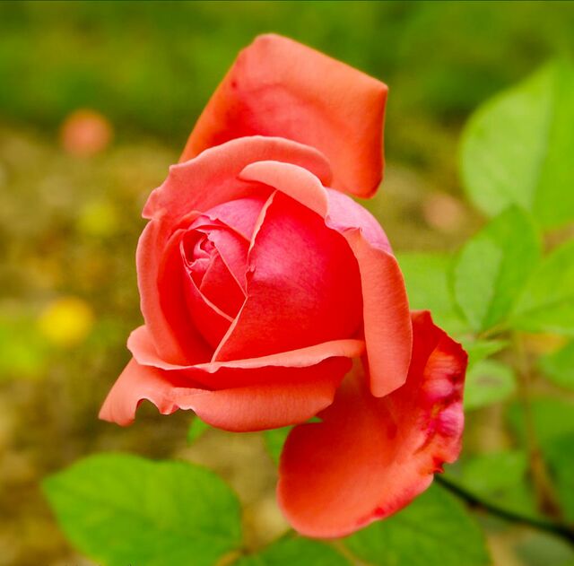 Kalahari – Rose-Biblio