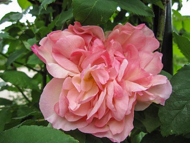 Lady Waterlow – Rose-Biblio