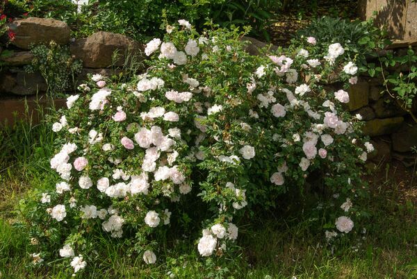 Stanwell Perpetual – Rose-Biblio