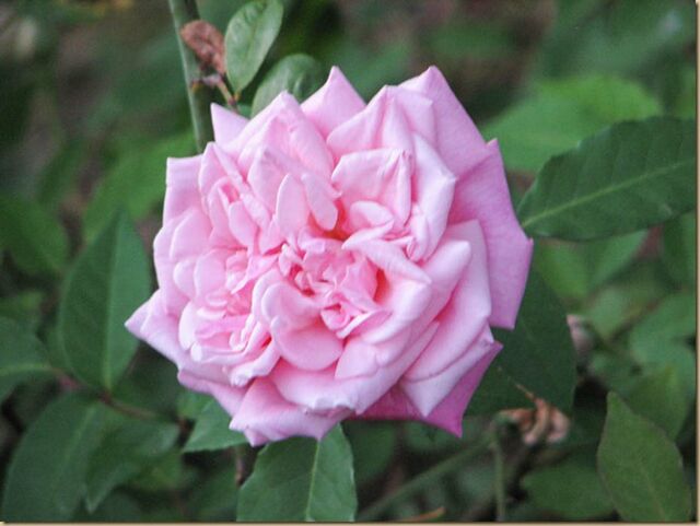 Madame Lombard – Rose-Biblio