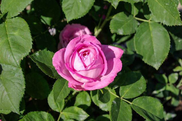 Datei:Mrs. John Laing, Bennett 1887, RH-1-SGH-1-w.jpg – Rose-Biblio