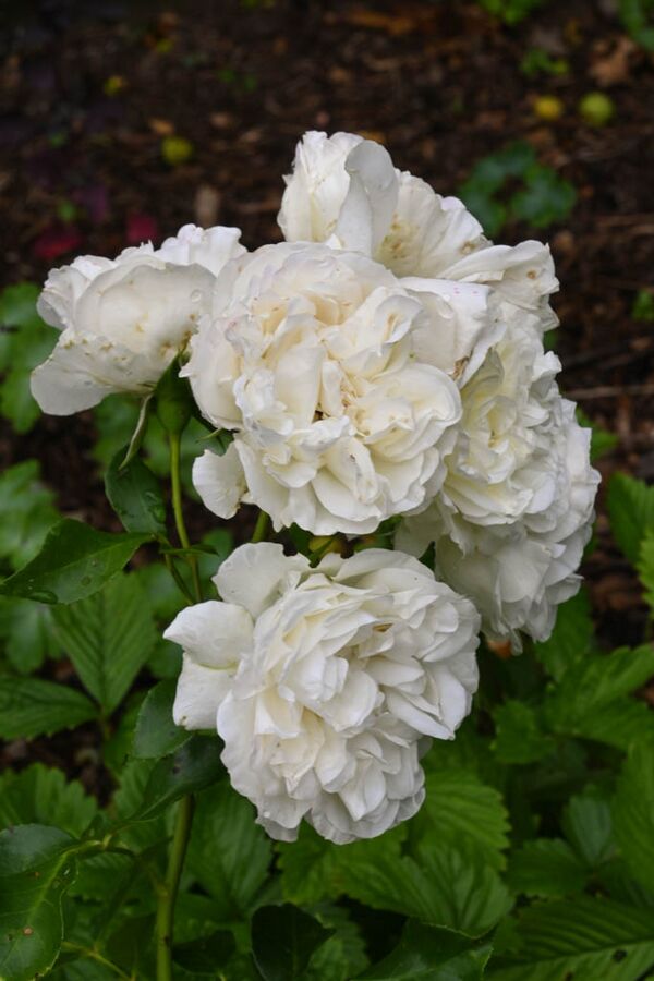 White Meidiland – Rose-Biblio