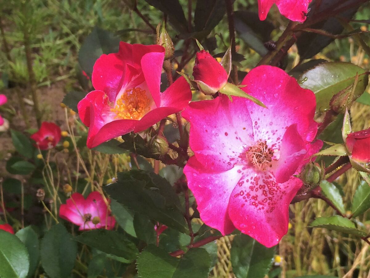 Bukavu – Rose-Biblio